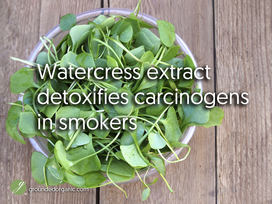 Watercress extract detoxifies carcinogens in smokers - Grounded Organic